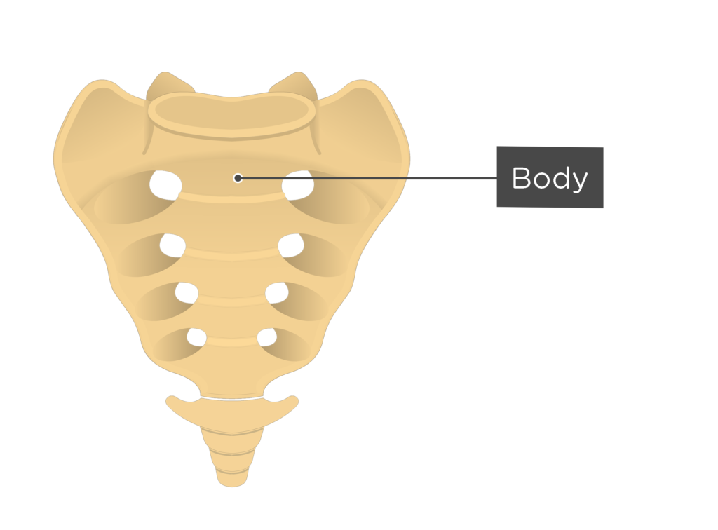 Sacrum Anterior