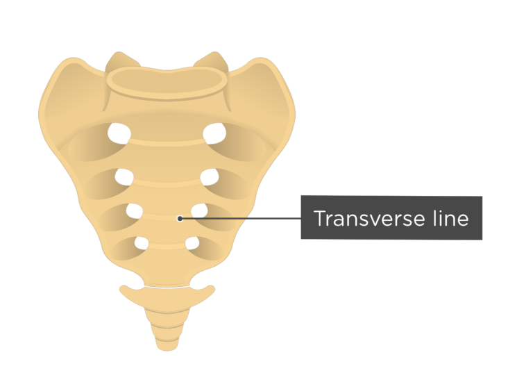 Sacrum and Coccyx Anatomy