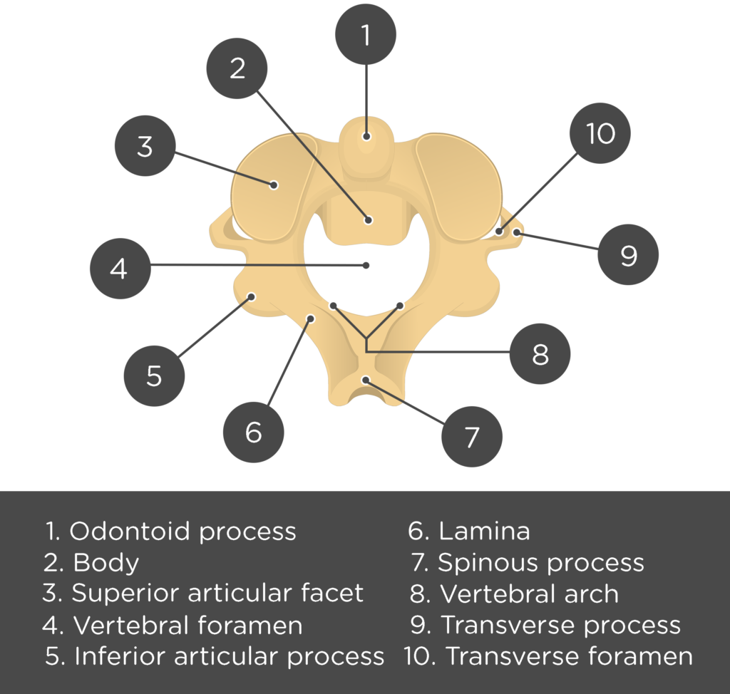 Axis Vertebra Diagram Axis (C2 Vertebra): Anatomy, Functions,