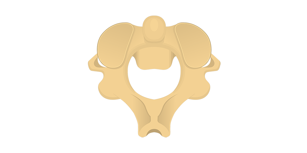 Axis Bone Diagram