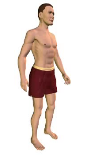 Psoas major muscle: attachments, actions, innervation | GetBodySmart