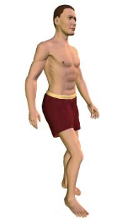 Psoas major muscle: attachments, actions, innervation | GetBodySmart