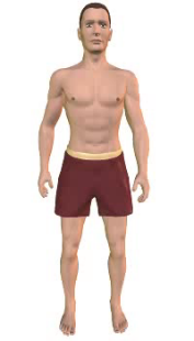 Iliacus muscle: origin, insertion and action | GetBodySmart