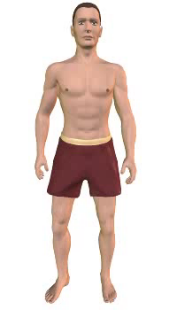 Iliacus muscle: origin, insertion and action | GetBodySmart