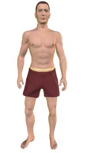 Psoas Major Muscle | GetBodySmart