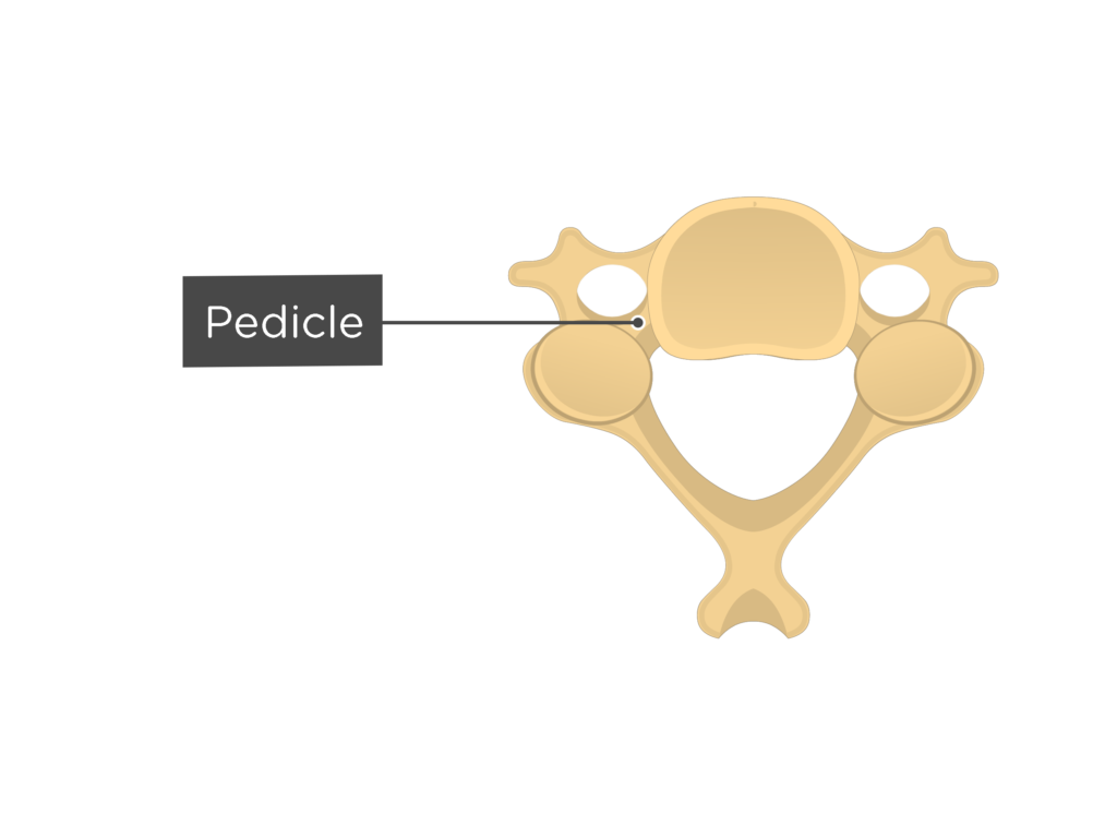 Cervical vertebrae: anatomy and labeled diagram | GetBodySmart