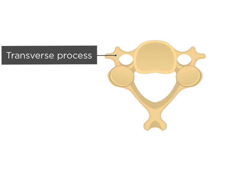 Cervical vertebrae: anatomy and labeled diagram | GetBodySmart