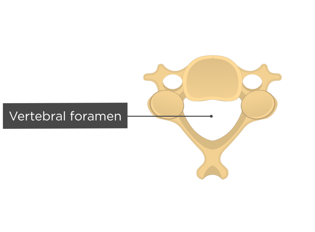 Cervical Vertebral Foramen