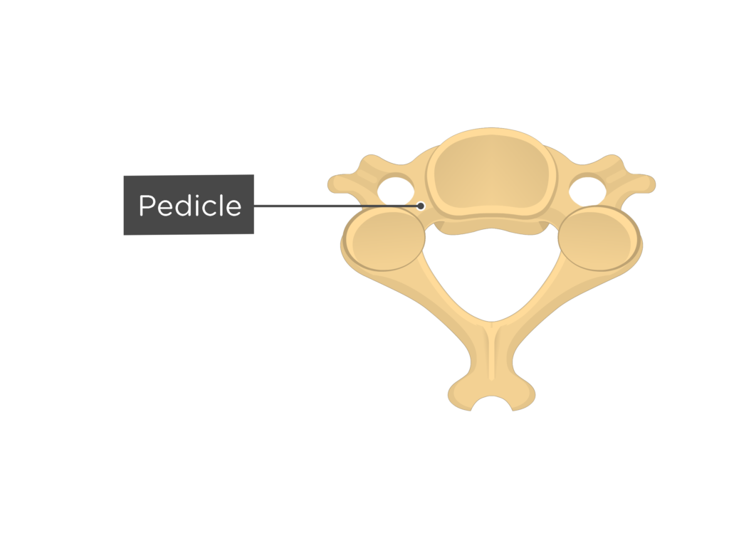 Cervical vertebrae: anatomy and labeled diagram | GetBodySmart