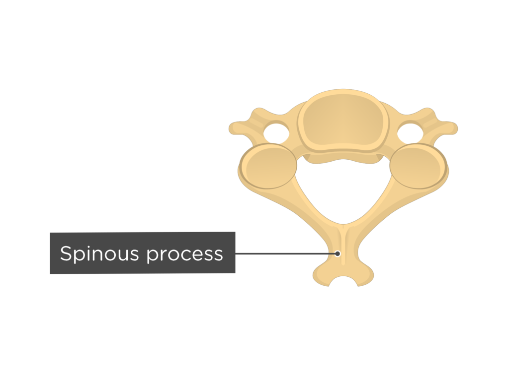 Cervical vertebrae: anatomy and labeled diagram | GetBodySmart