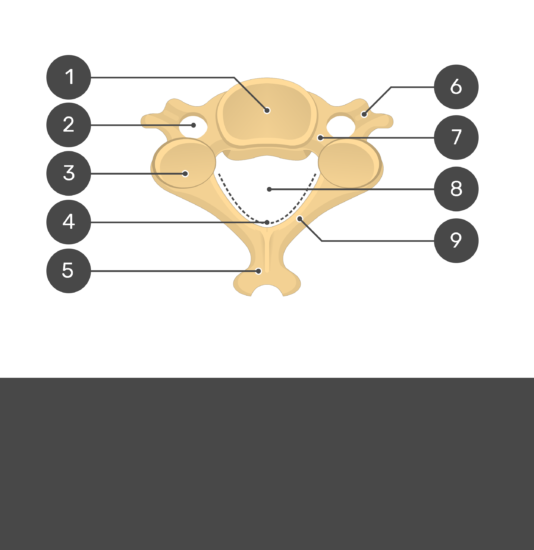 Cervical vertebrae: anatomy and labeled diagram | GetBodySmart