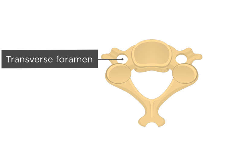 Cervical vertebrae: anatomy and labeled diagram | GetBodySmart