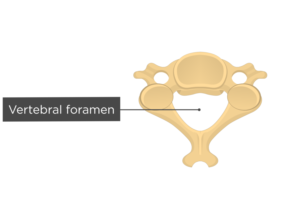 Cervical vertebrae: anatomy and labeled diagram | GetBodySmart