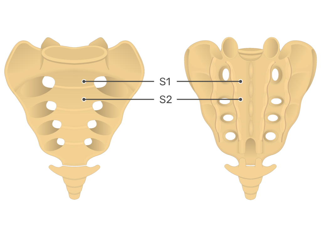 Lateral Sacrum Anatomy