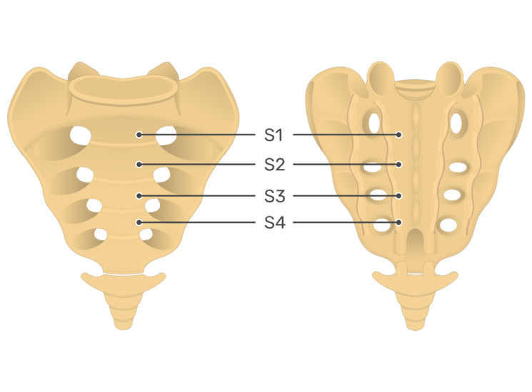 Sacrum and Coccyx Anatomy | GetBodySmart