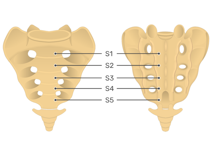 Sacrum and Coccyx Anatomy | GetBodySmart