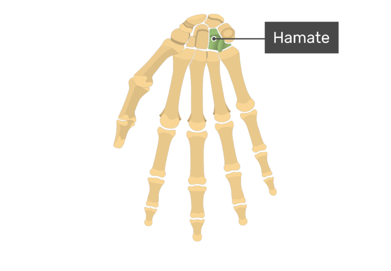 Anatomy of the Hand and Wrist Bones | GetBodySmart