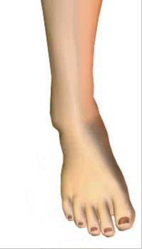 Extensor Hallucis Longus Muscle: origin, insertion, action | GetBodySmart