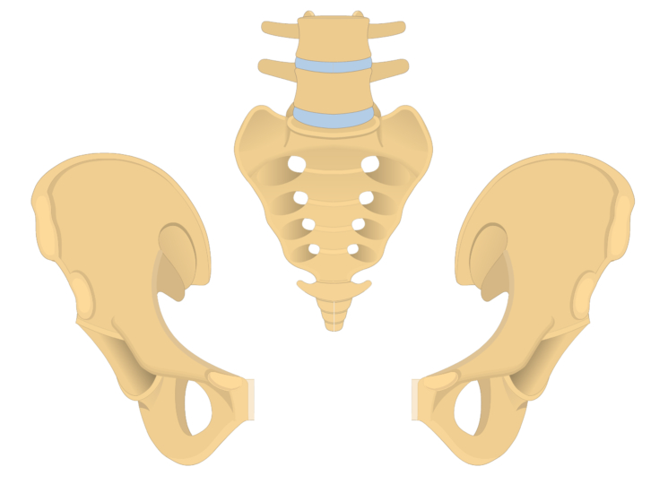 Sacrum and Coccyx Anatomy | GetBodySmart