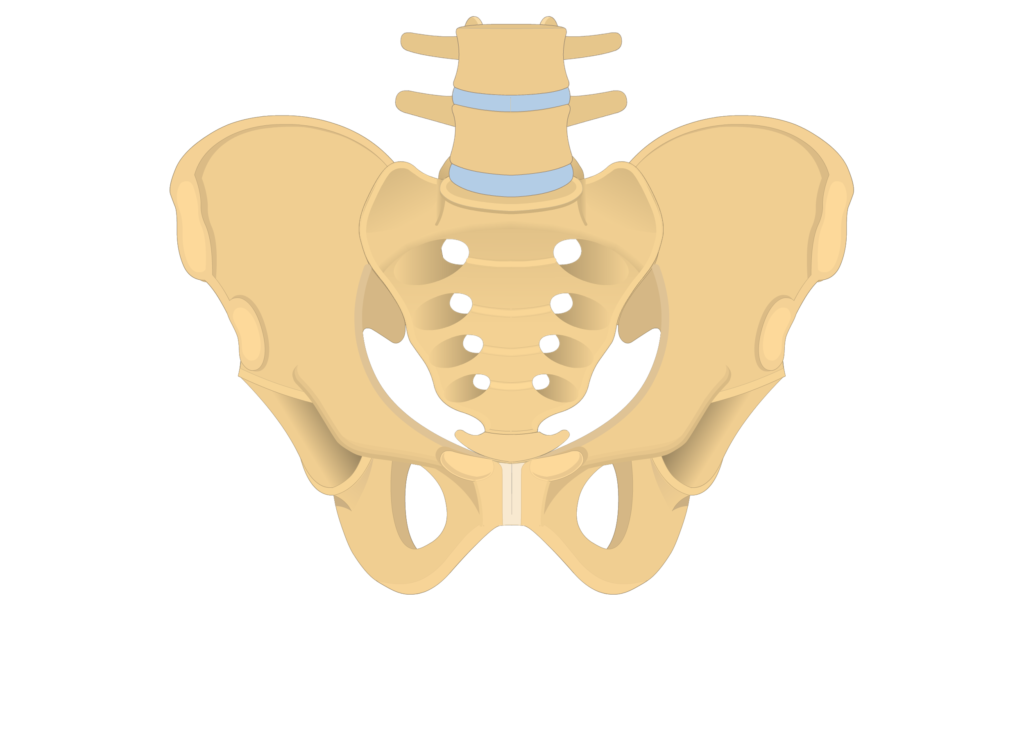 Bony Pelvis Posterior View