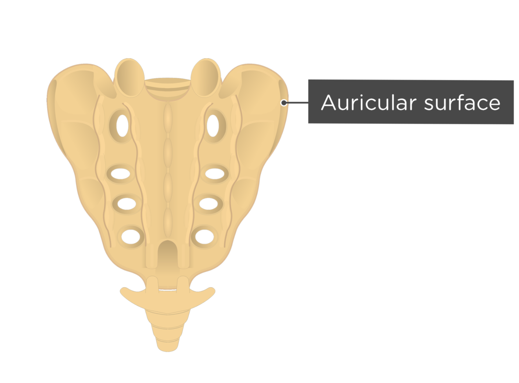 Auricular Surface Of Sacrum