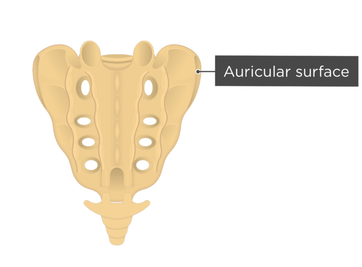 Sacrum and Coccyx Anatomy | GetBodySmart