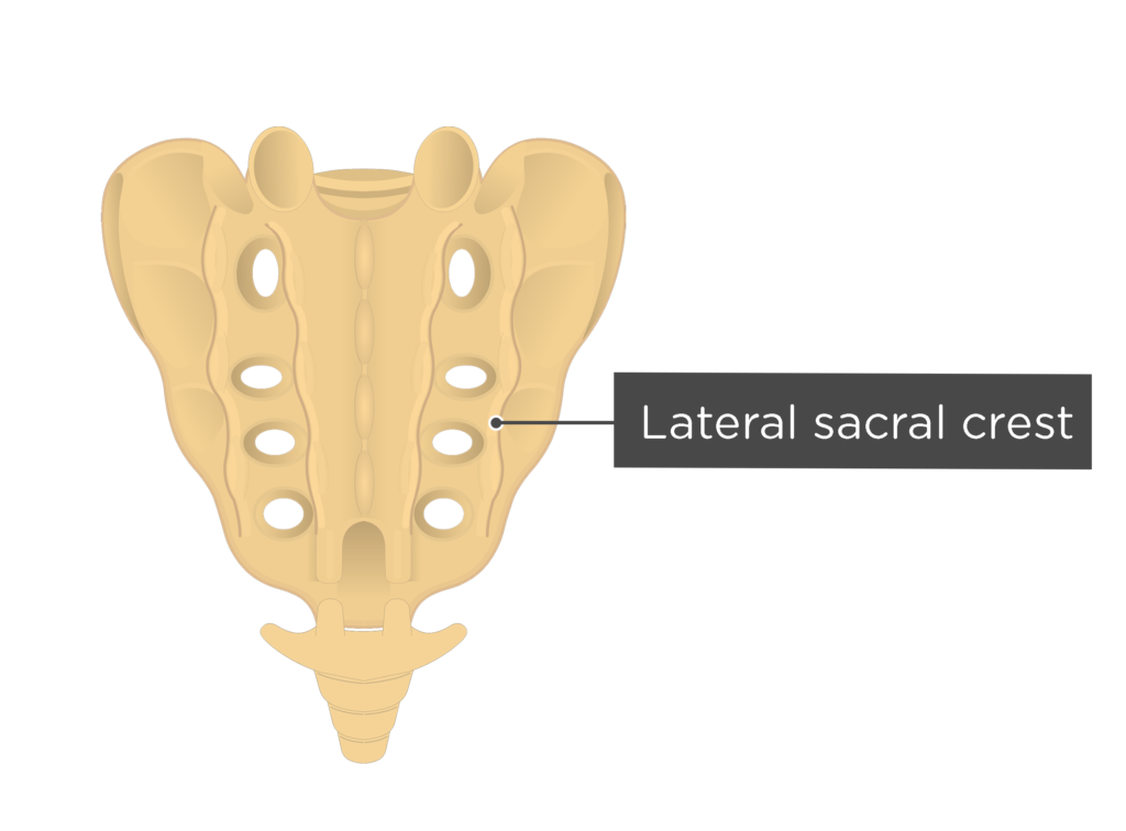 Sacrum Posterior View