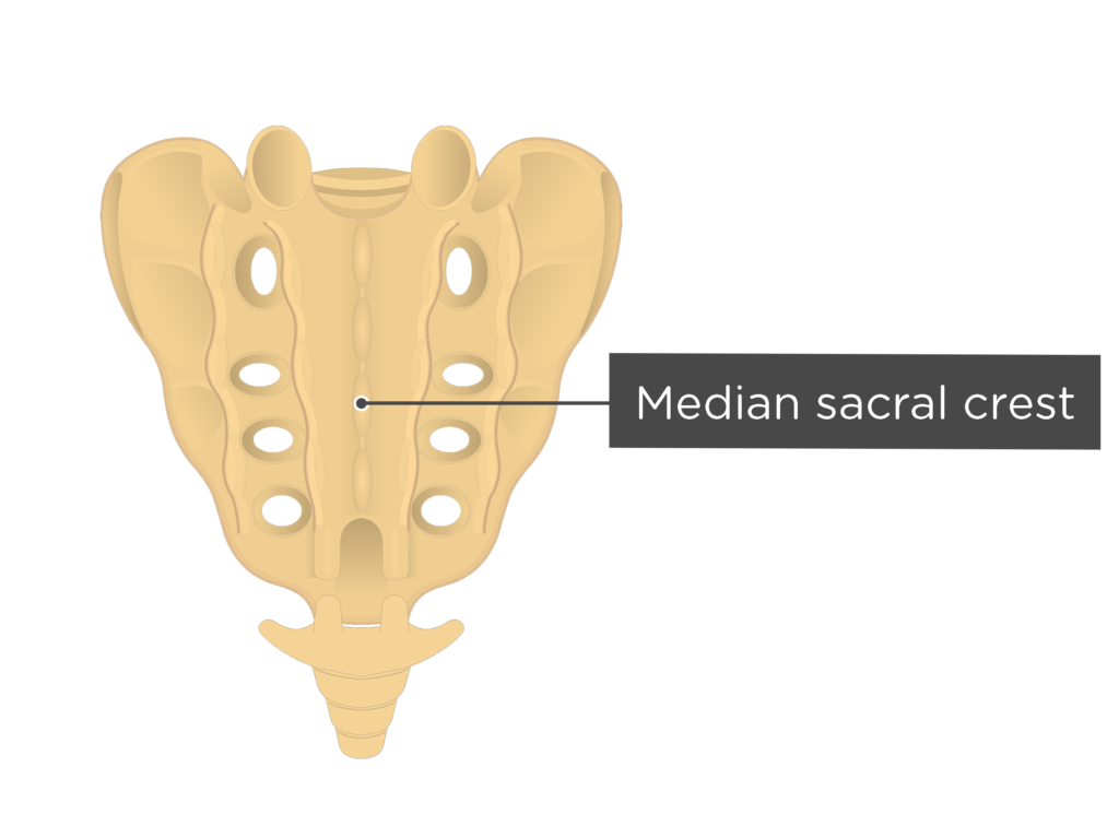Sacrum Diagram