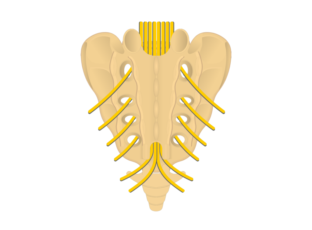 Sacral Foramina Nerves