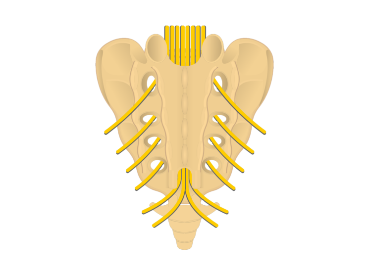 Sacrum and Coccyx Anatomy | GetBodySmart