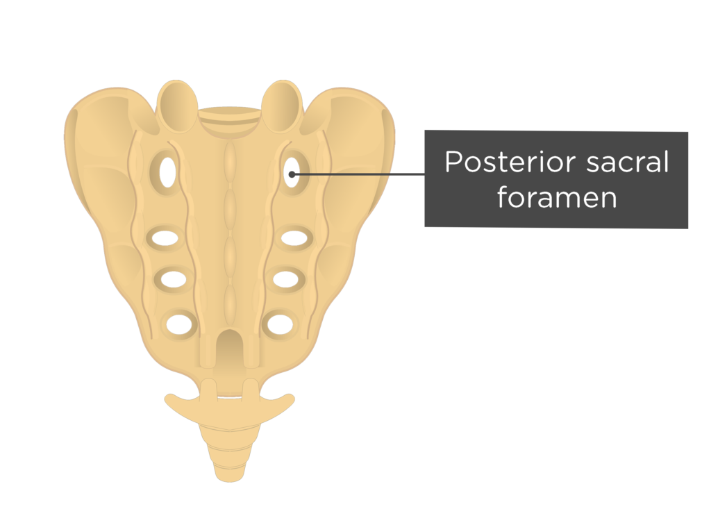 Anterior And Posterior Sacral Foramina