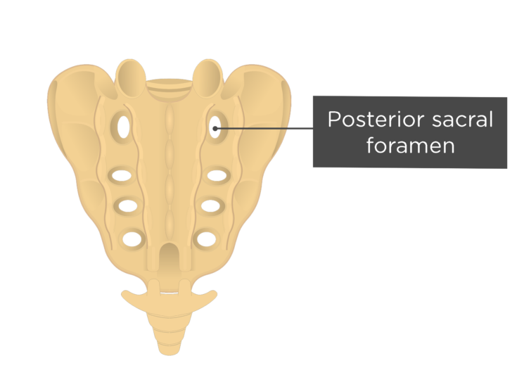 Sacrum and Coccyx Anatomy | GetBodySmart