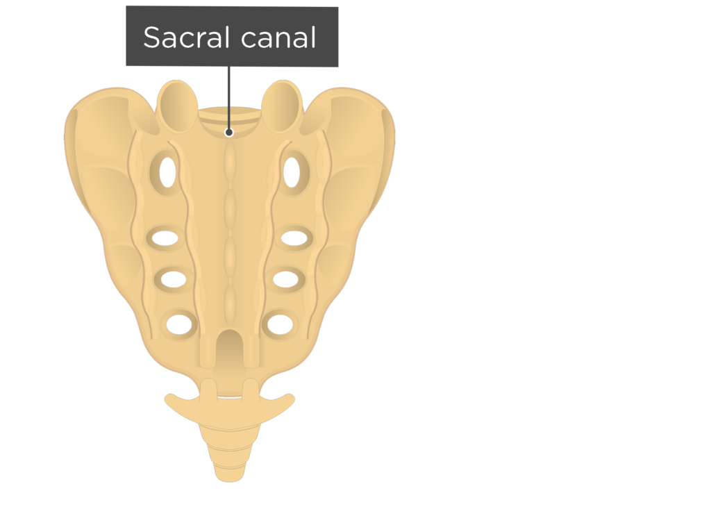 Posterior Sacrum Anatomy