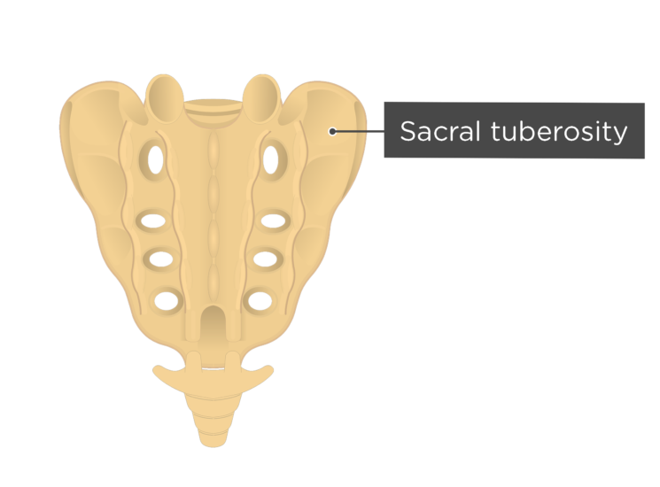 Sacrum and Coccyx Anatomy