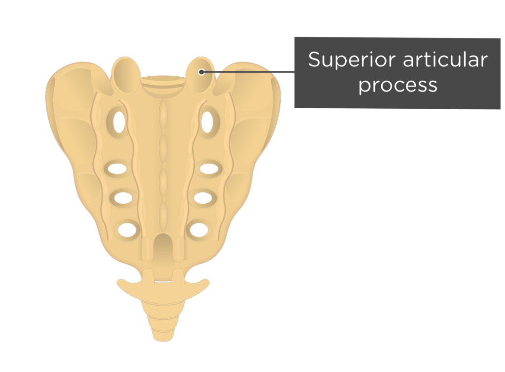 Superior Articular Facet