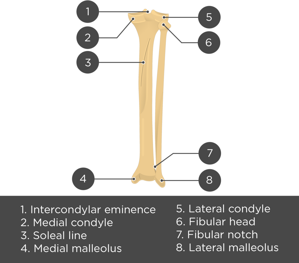 Tibia And Fibula Diagram
