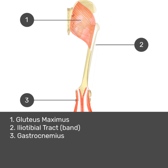 Gluteus maximus - Origin, insertion and actions | GetBodySmart