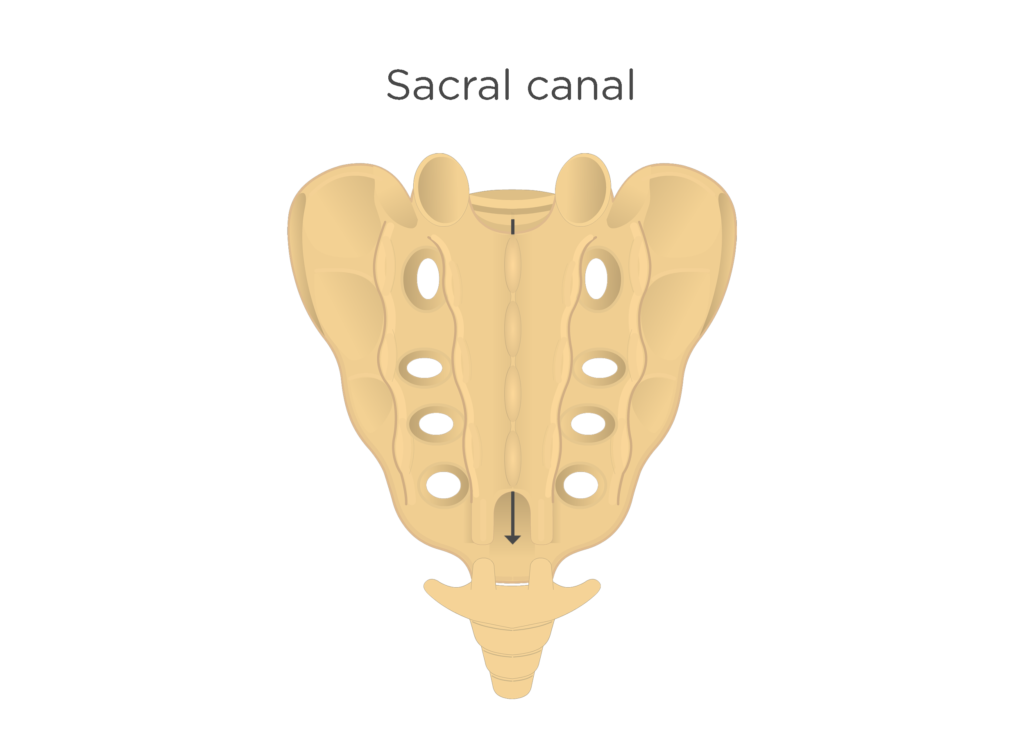Sacral Canal Sacrum: Anatomy, Function, And Associated Conditions