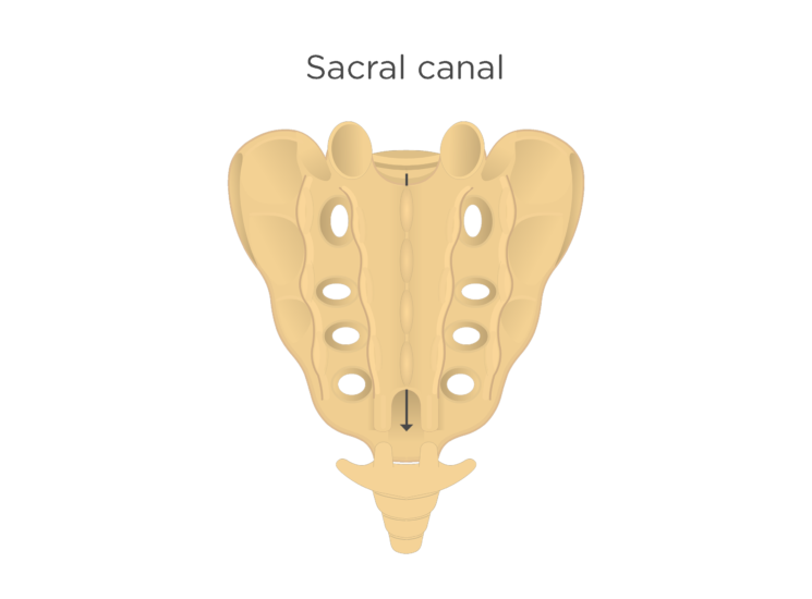 Sacrum and Coccyx Anatomy | GetBodySmart