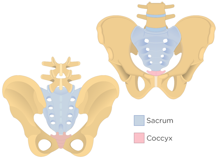 Sacrum and Coccyx Anatomy | GetBodySmart