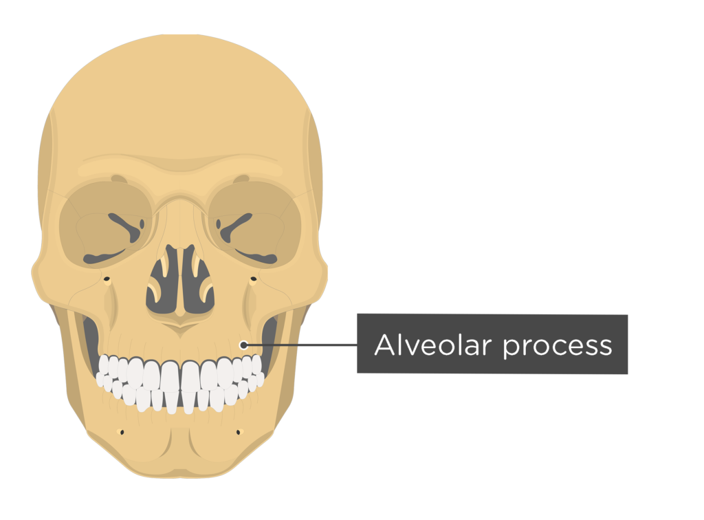Alveolar Process