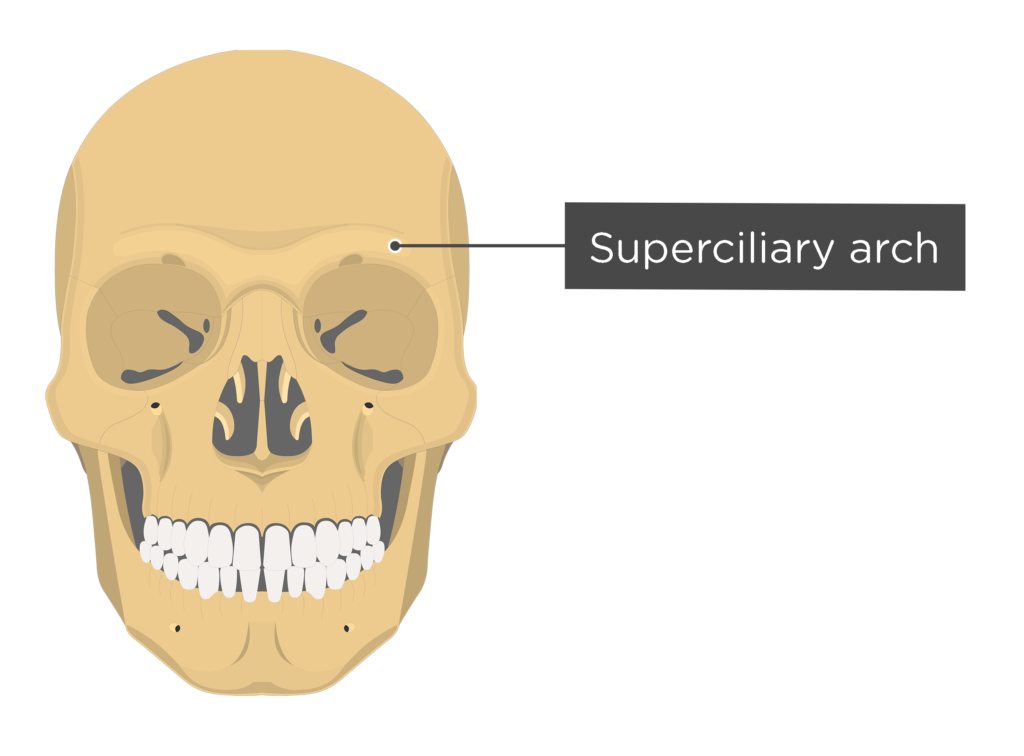Maxilla Bone Markings Skull X Ray Positioning Chart