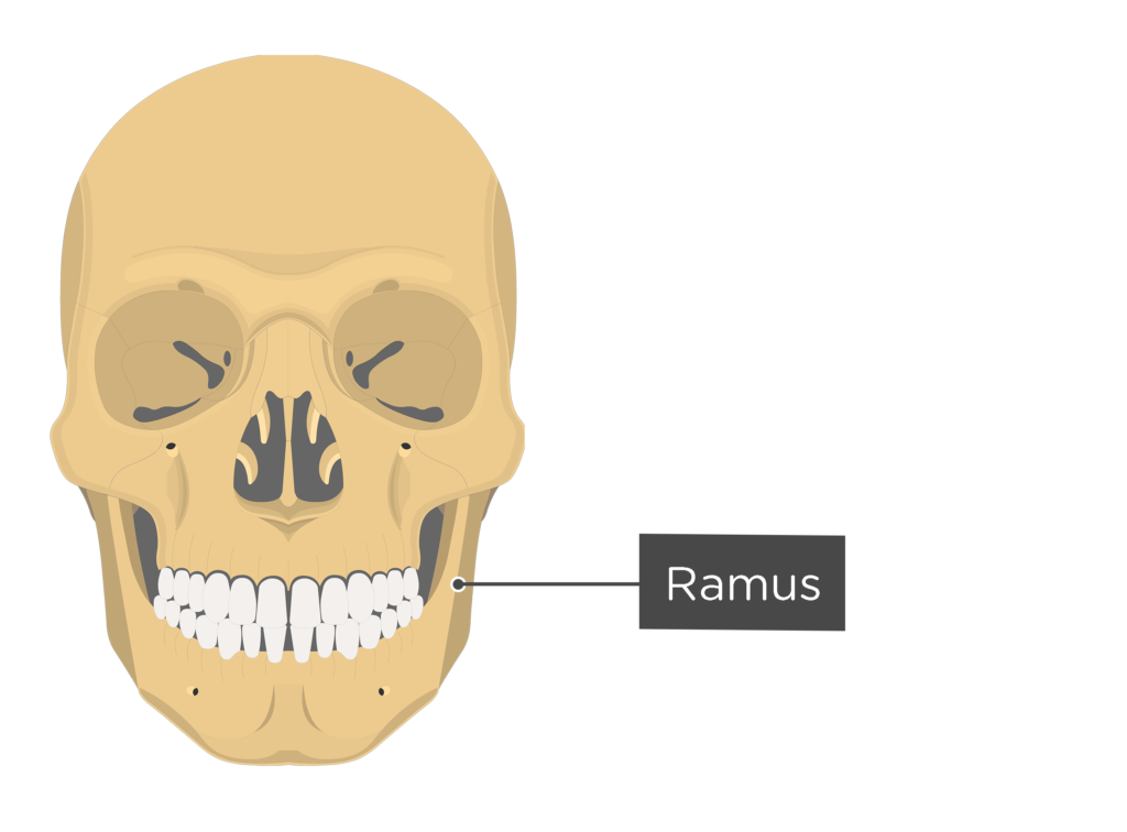 Facial Bones Labeled