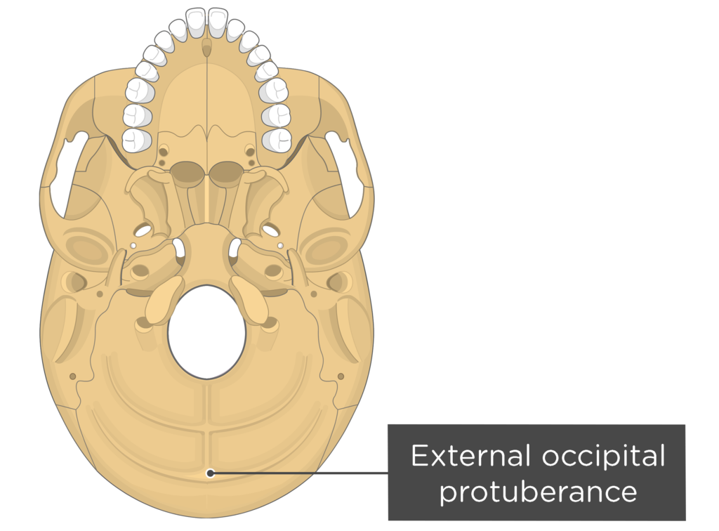 The Skull Bones Anatomy - Inferior View | GetBodySmart