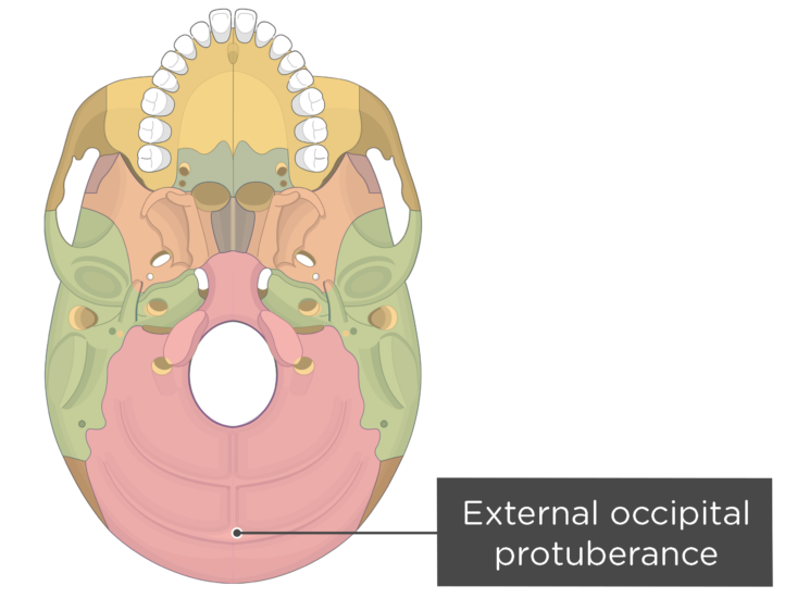 Occipital Bone Anatomy Function And Treatment