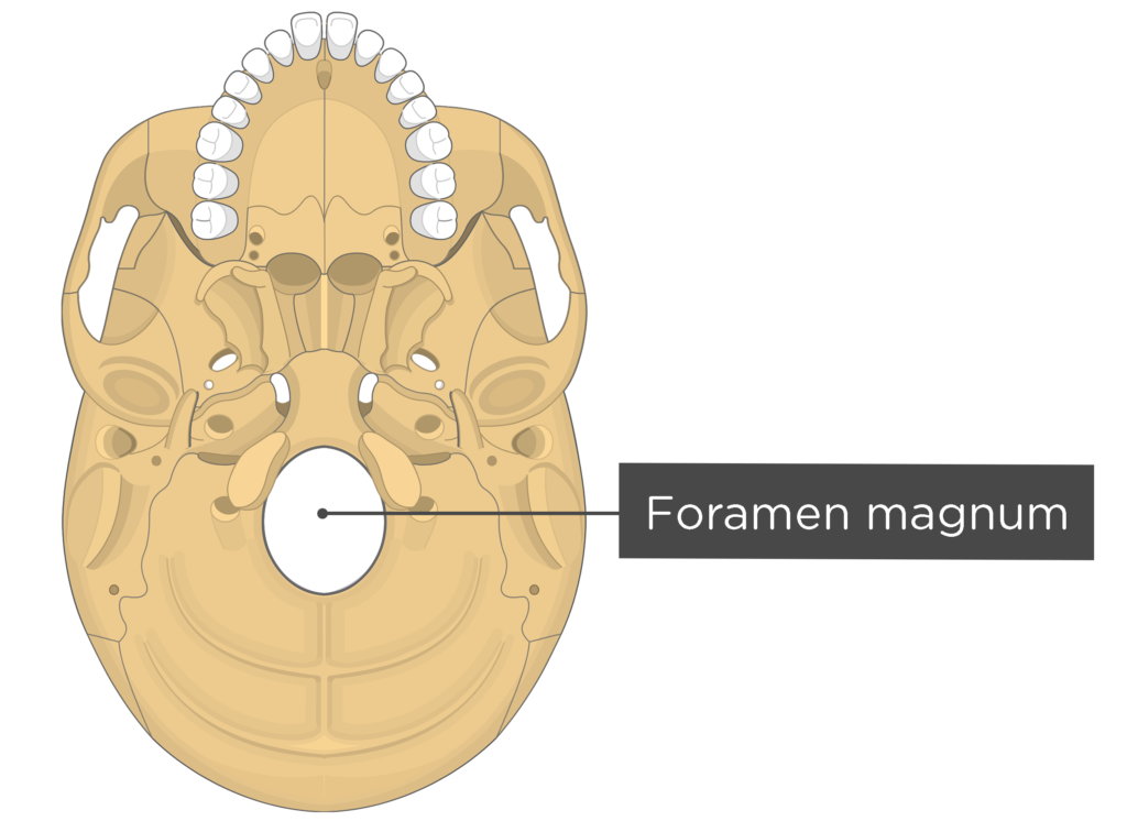 The Skull Bones Anatomy - Inferior View | GetBodySmart