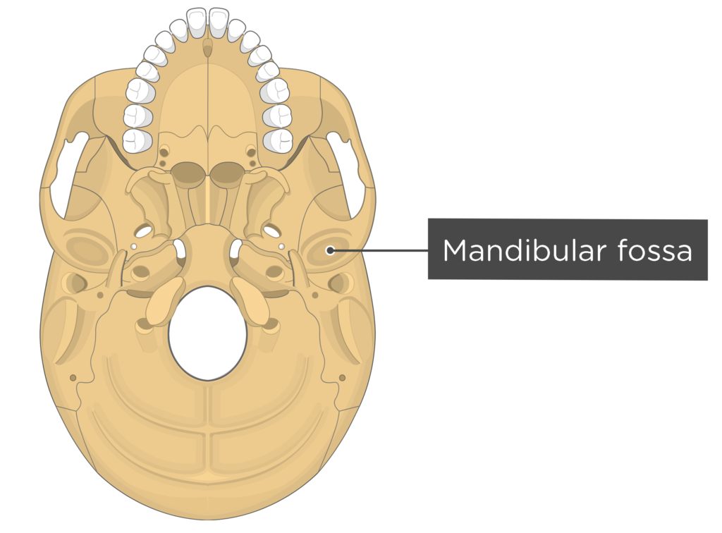 Mandibular Fossa