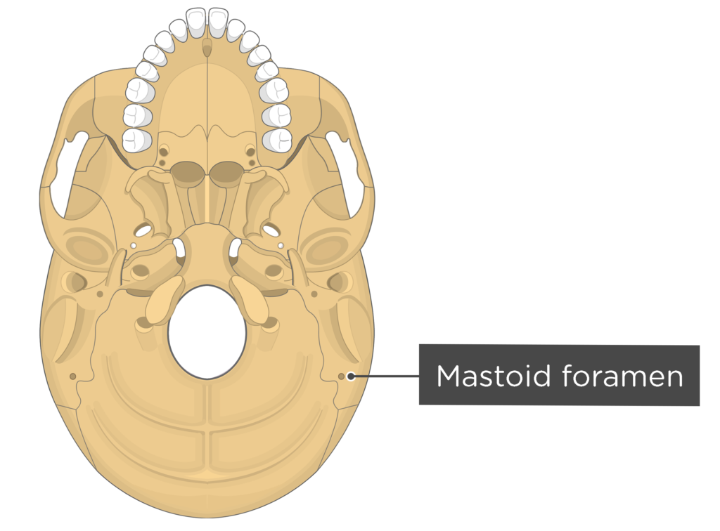 Mastoid Foramen