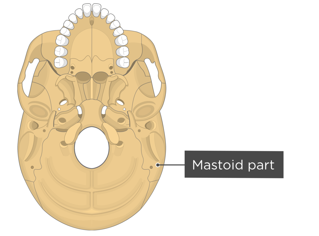 The Skull Bones Anatomy - Inferior View | GetBodySmart