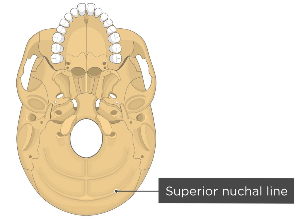 Superior Nuchal Line